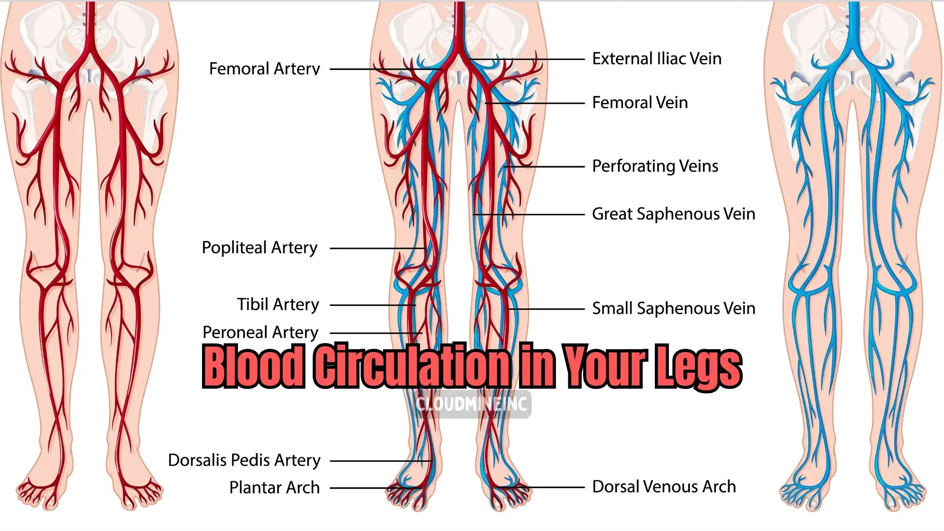 10 Warning Sign Poor Blood Poor Circulation in Legs Pictures - CloudMineInc